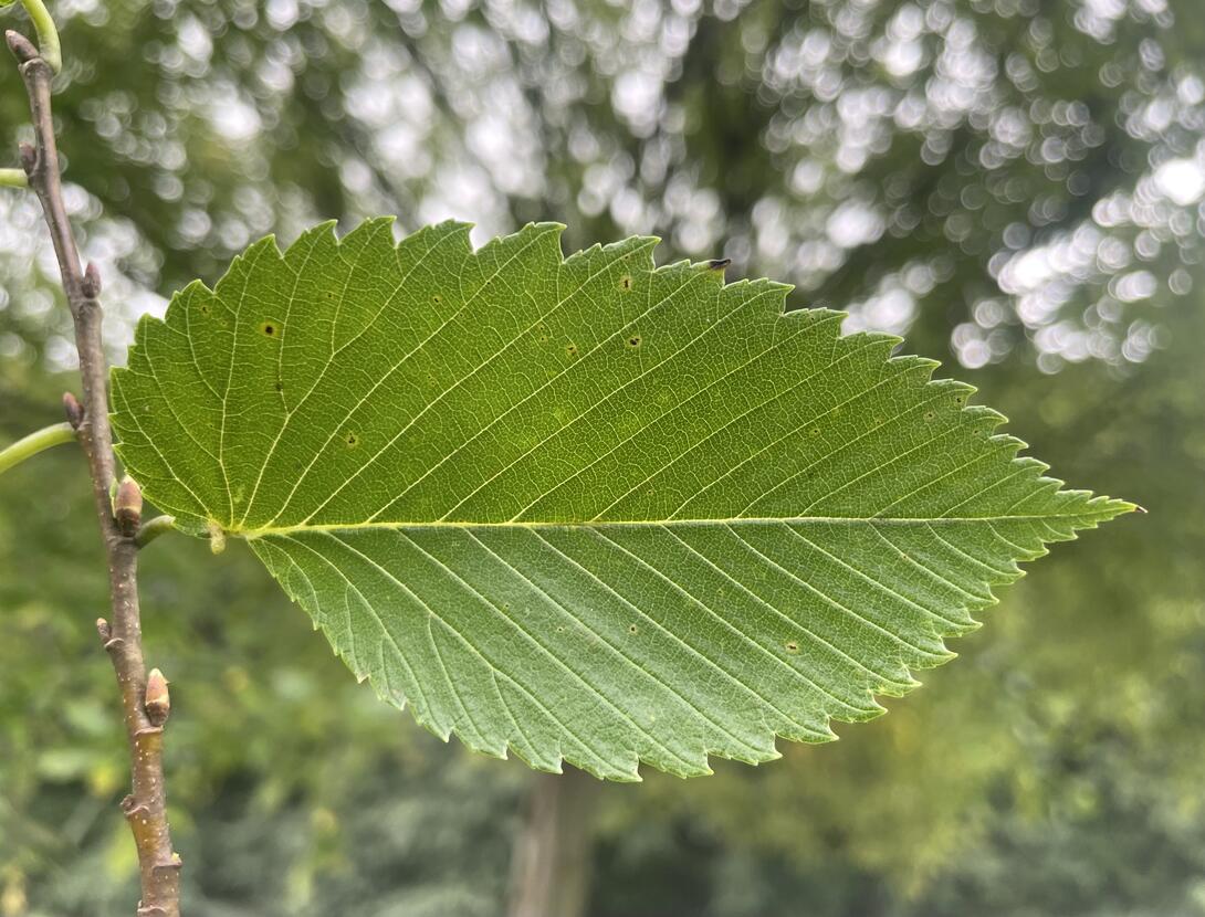 American Elm | CMP Tree Selection Tool